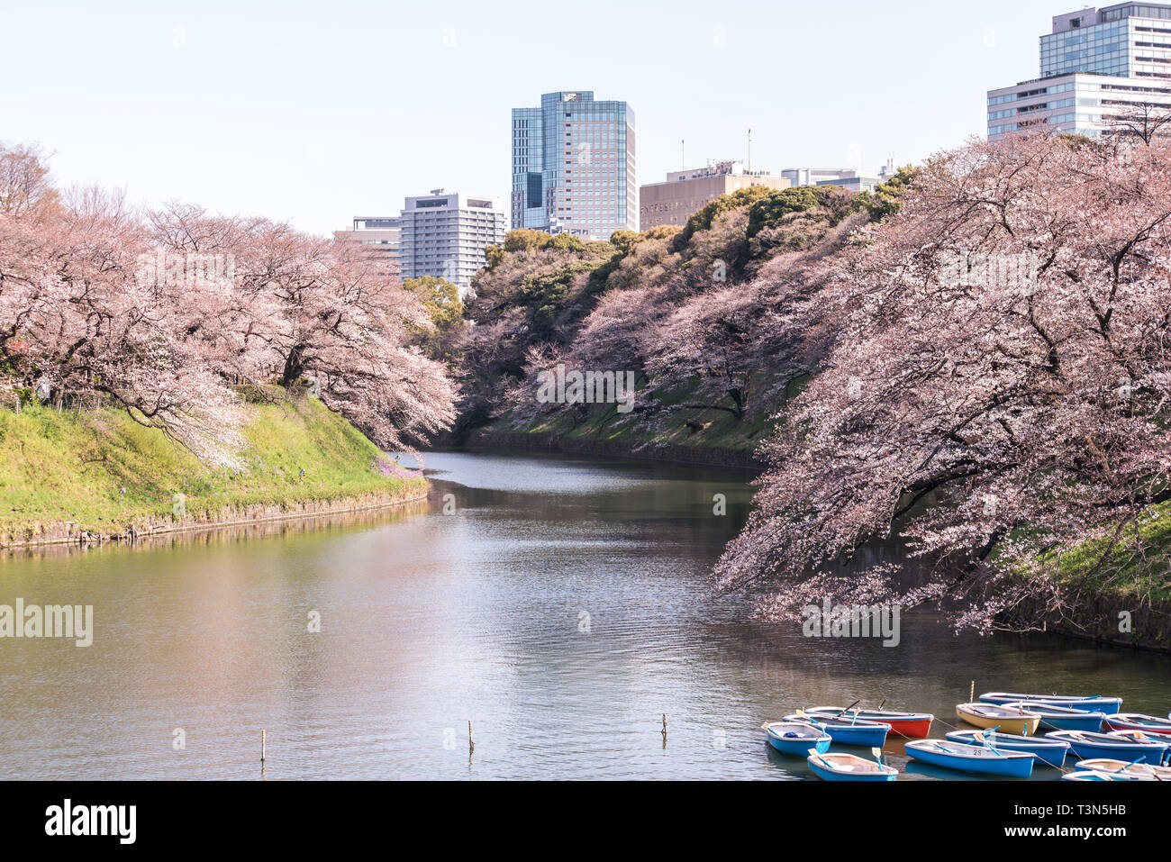 cherry blossom at chidori ga fuchi, tokyo, japan Stock Photo - Alamy