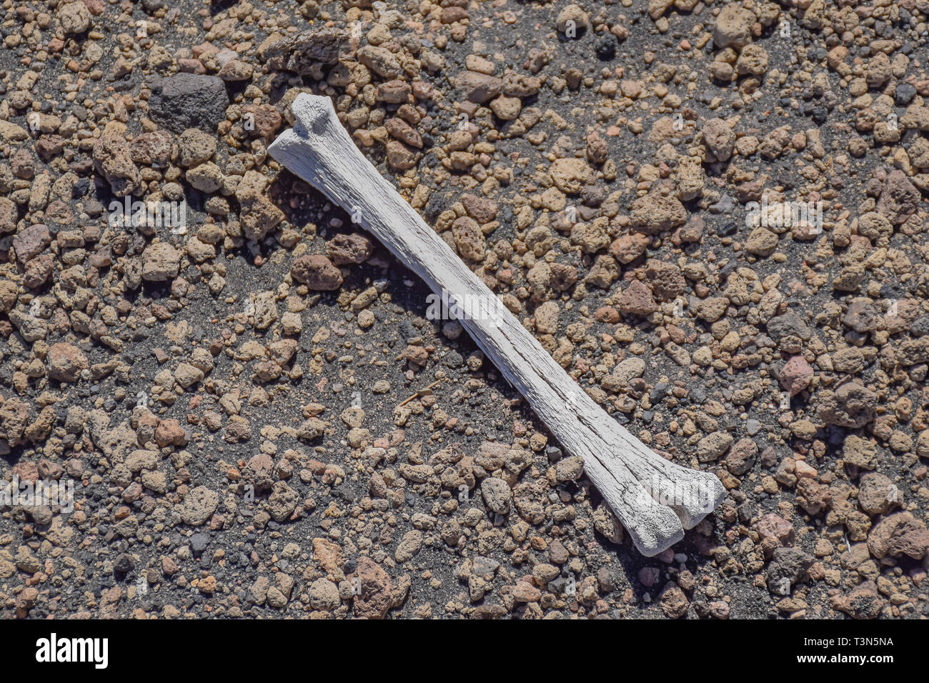 Bone Death High Resolution Stock Photography and Images - Alamy