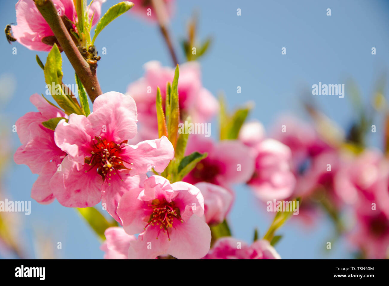 Close up macro photo of tiny pink flowers, blossoms, branches of a tree ...