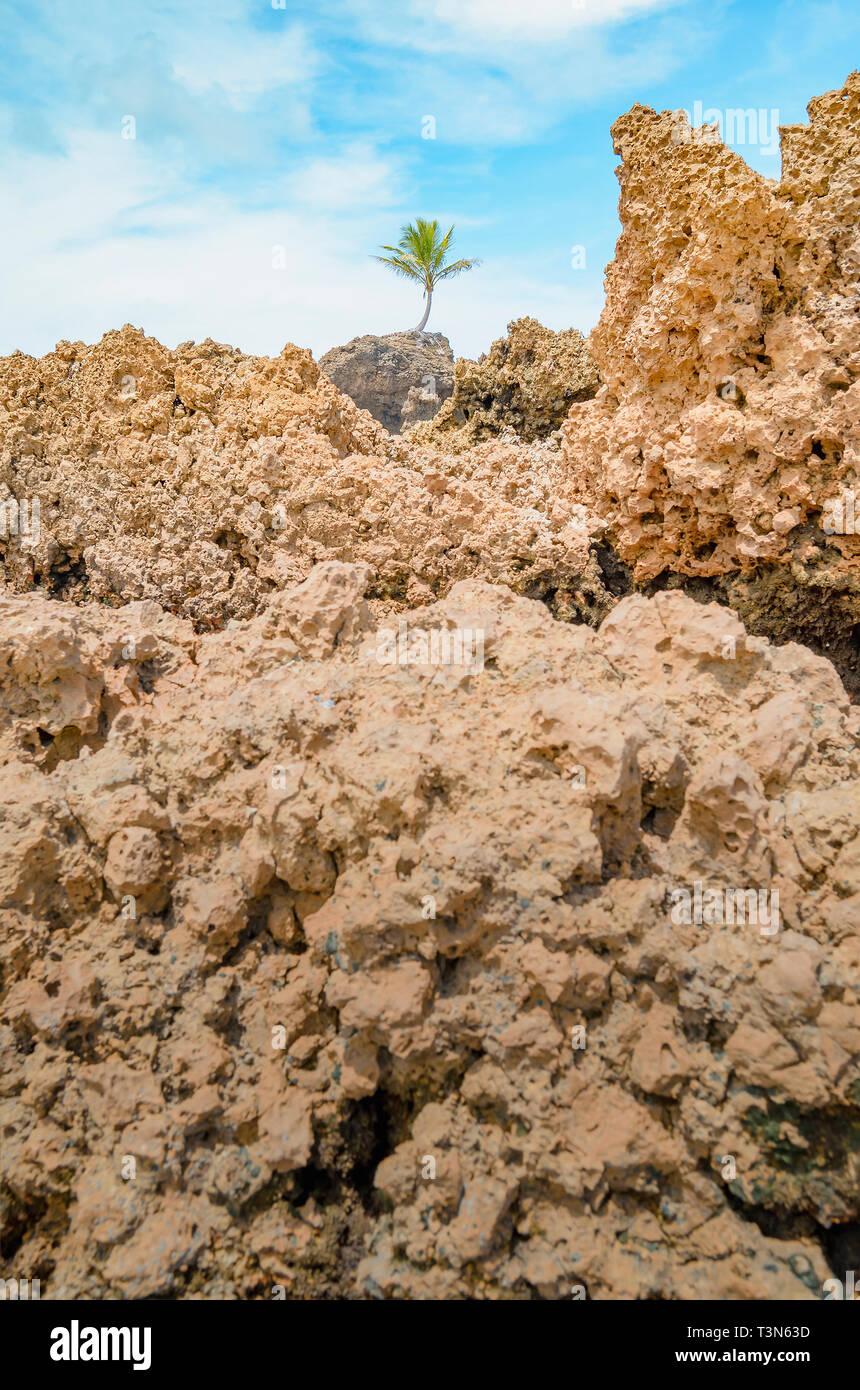 Rock formations and the coconut tree that grew on top of a rock at ...