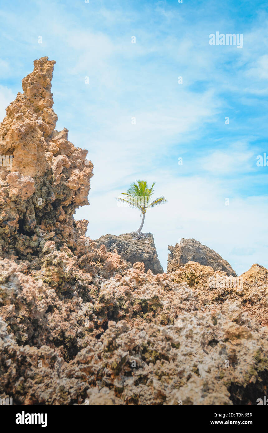 Rock formations and the coconut tree that grew on top of a rock at ...