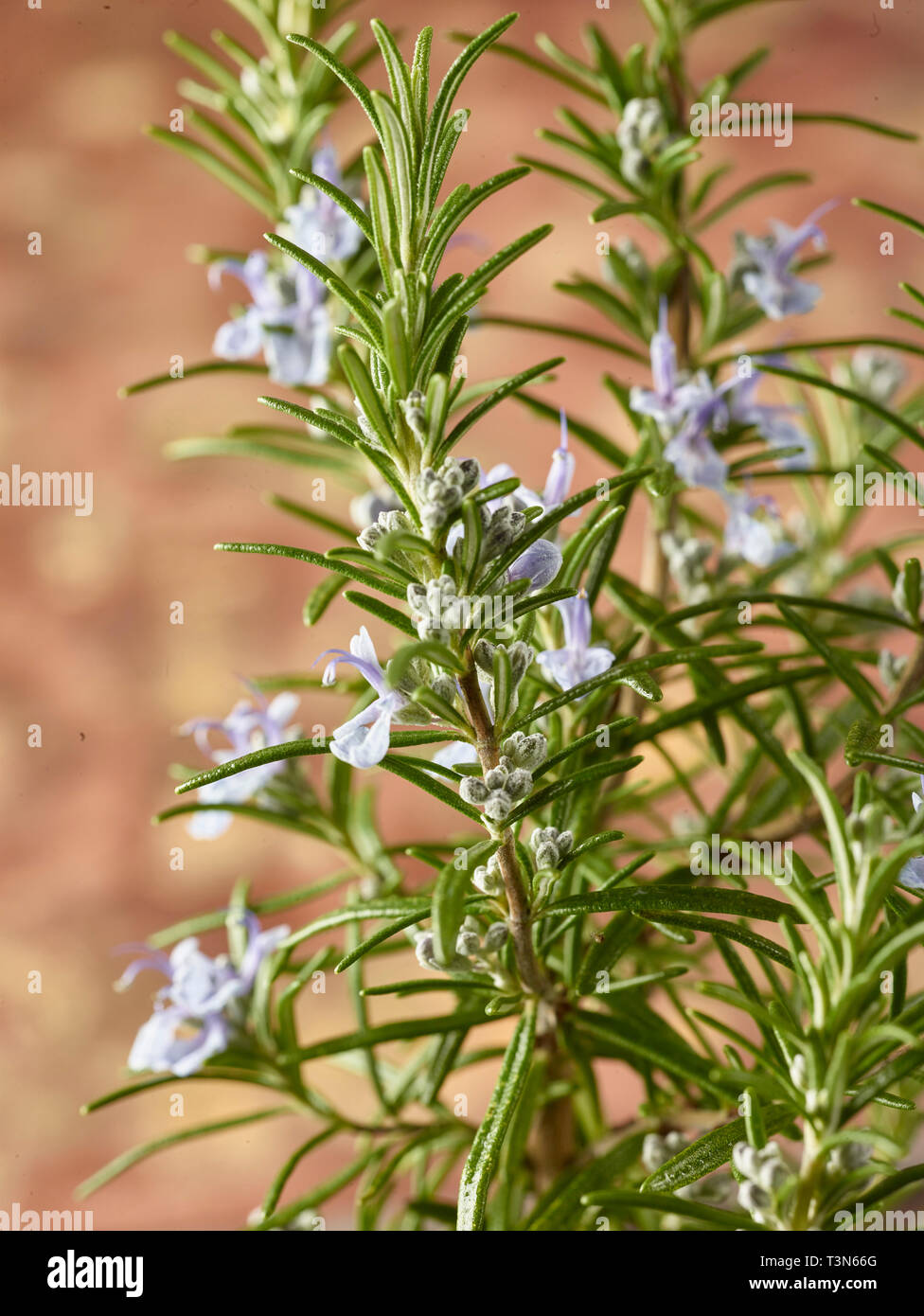 Rosemary garden herb in flower, nature close up plant portrait Stock ...