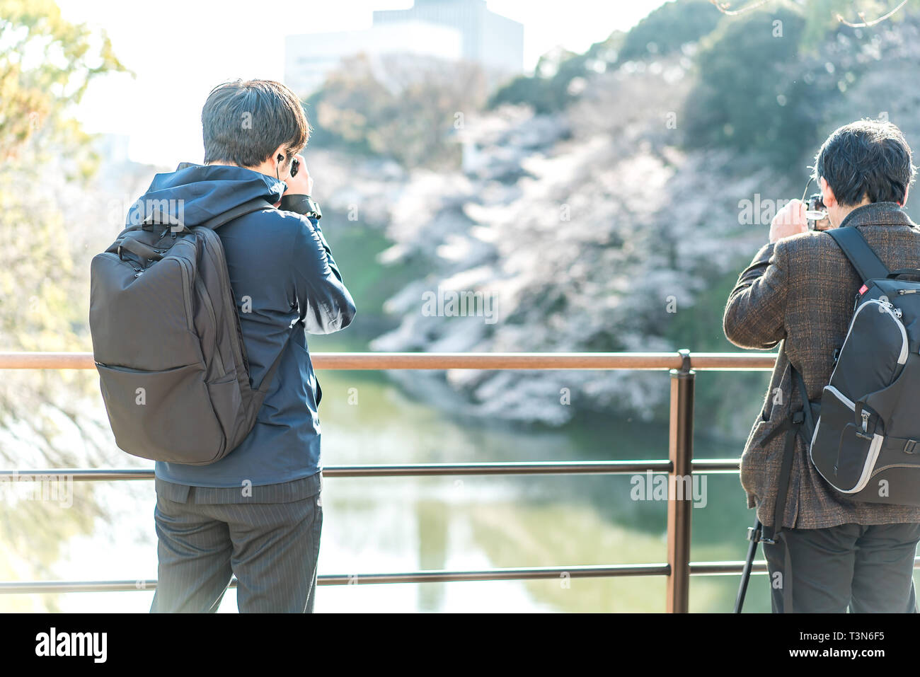 cherry blossom at chidori ga fuchi, tokyo, japan Stock Photo - Alamy