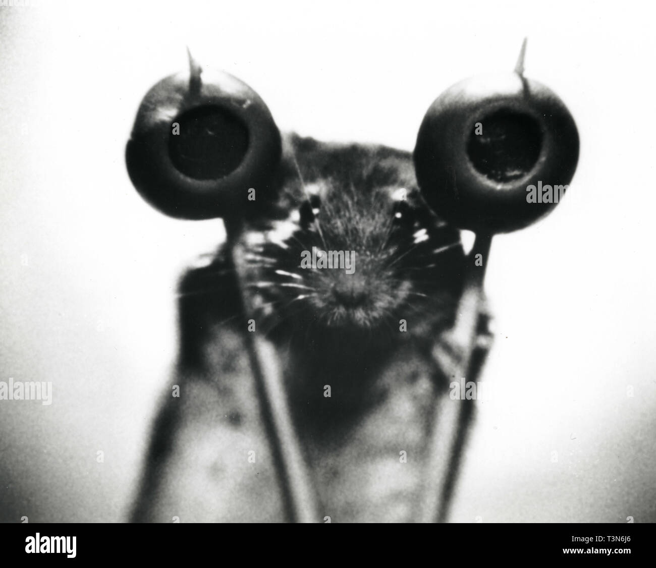 Mouse In Mouse Hunt Movie House