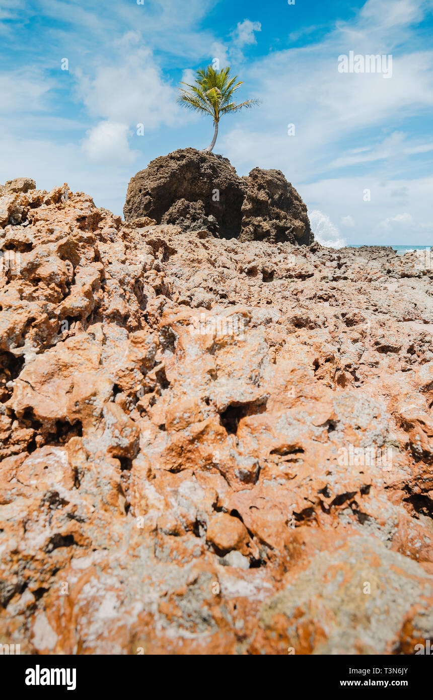 Rock formations and the coconut tree that grew on top of a rock at ...