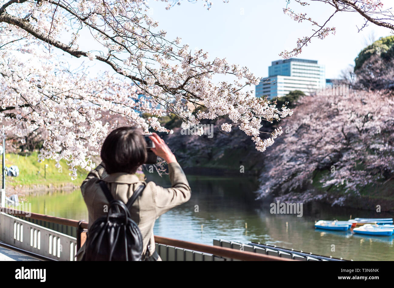 cherry blossom at chidori ga fuchi, tokyo, japan Stock Photo - Alamy