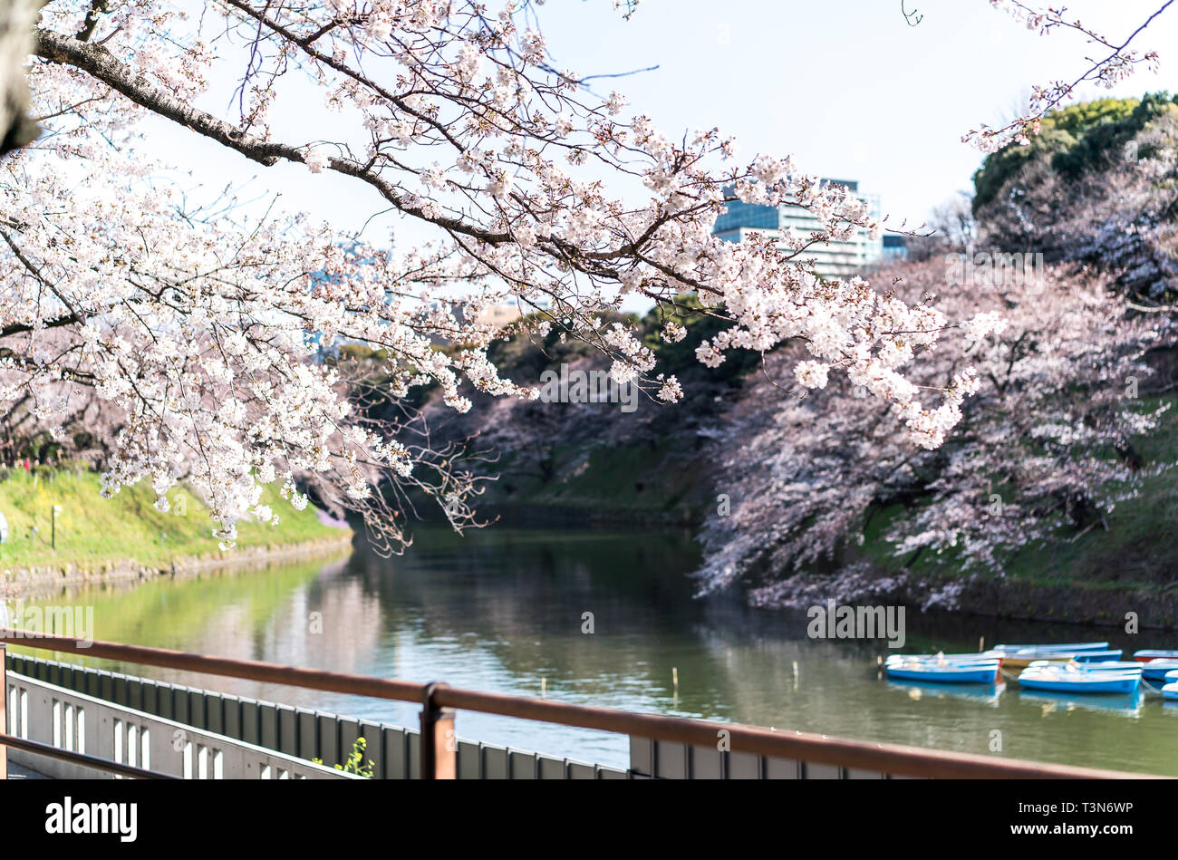 cherry blossom at chidori ga fuchi, tokyo, japan Stock Photo - Alamy