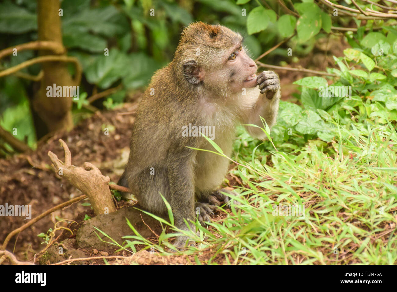 Curious monkey hi-res stock photography and images - Alamy