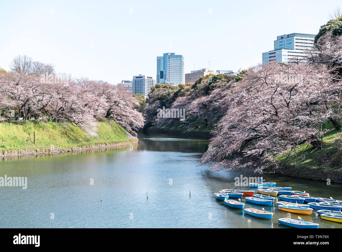 cherry blossom at chidori ga fuchi, tokyo, japan Stock Photo - Alamy