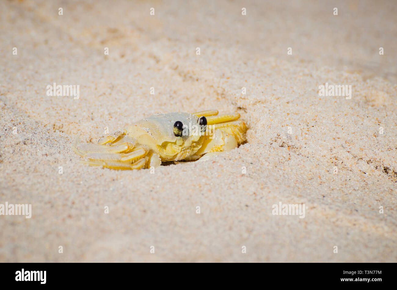 Colorful Crabs Atlantic