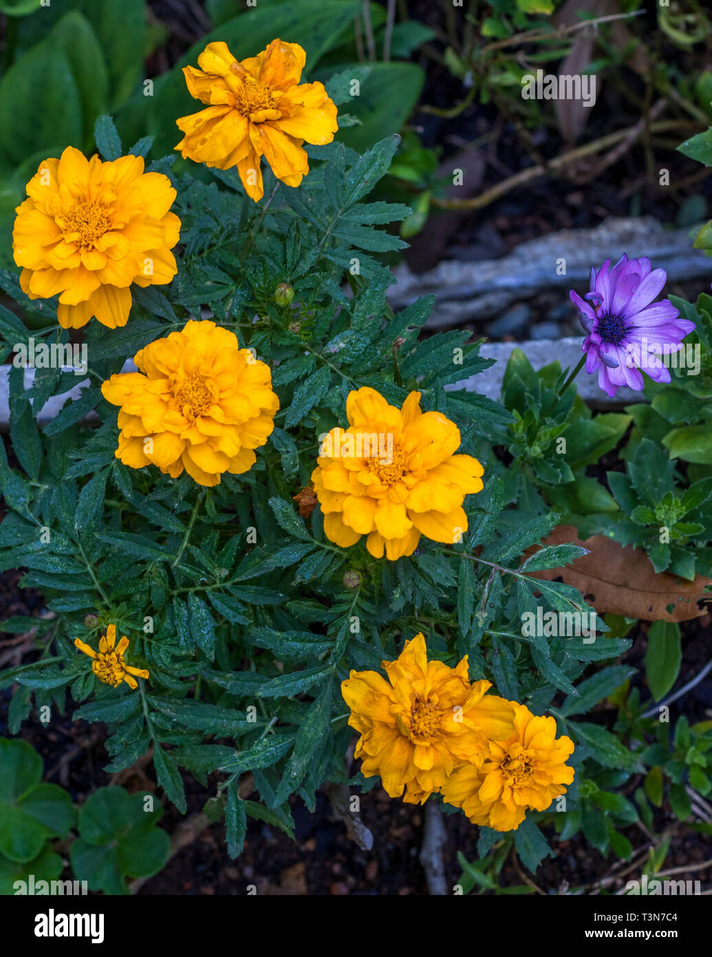 Golden marigold flowers isolated against dark green foliage image with ...