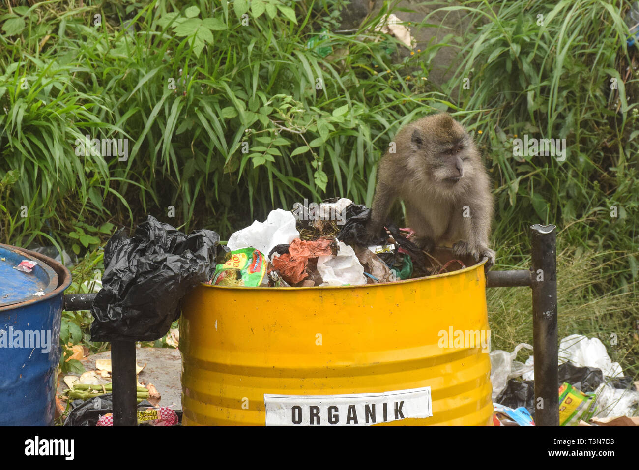 Monkey Waste Stock Photos & Monkey Waste Stock Images - Alamy