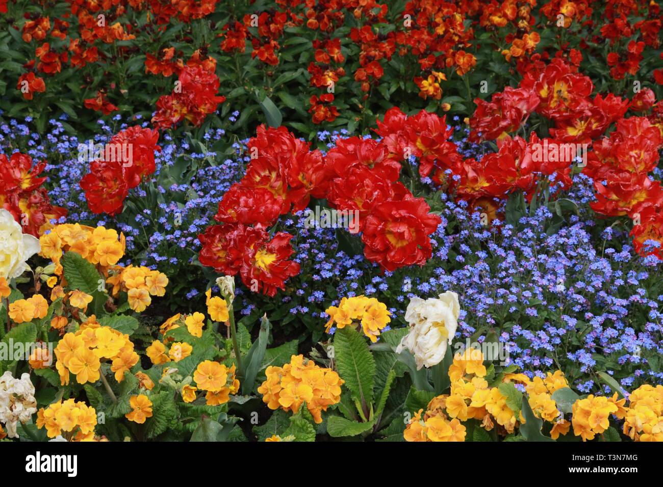 Brightly coloured flowers in spring Stock Photo - Alamy