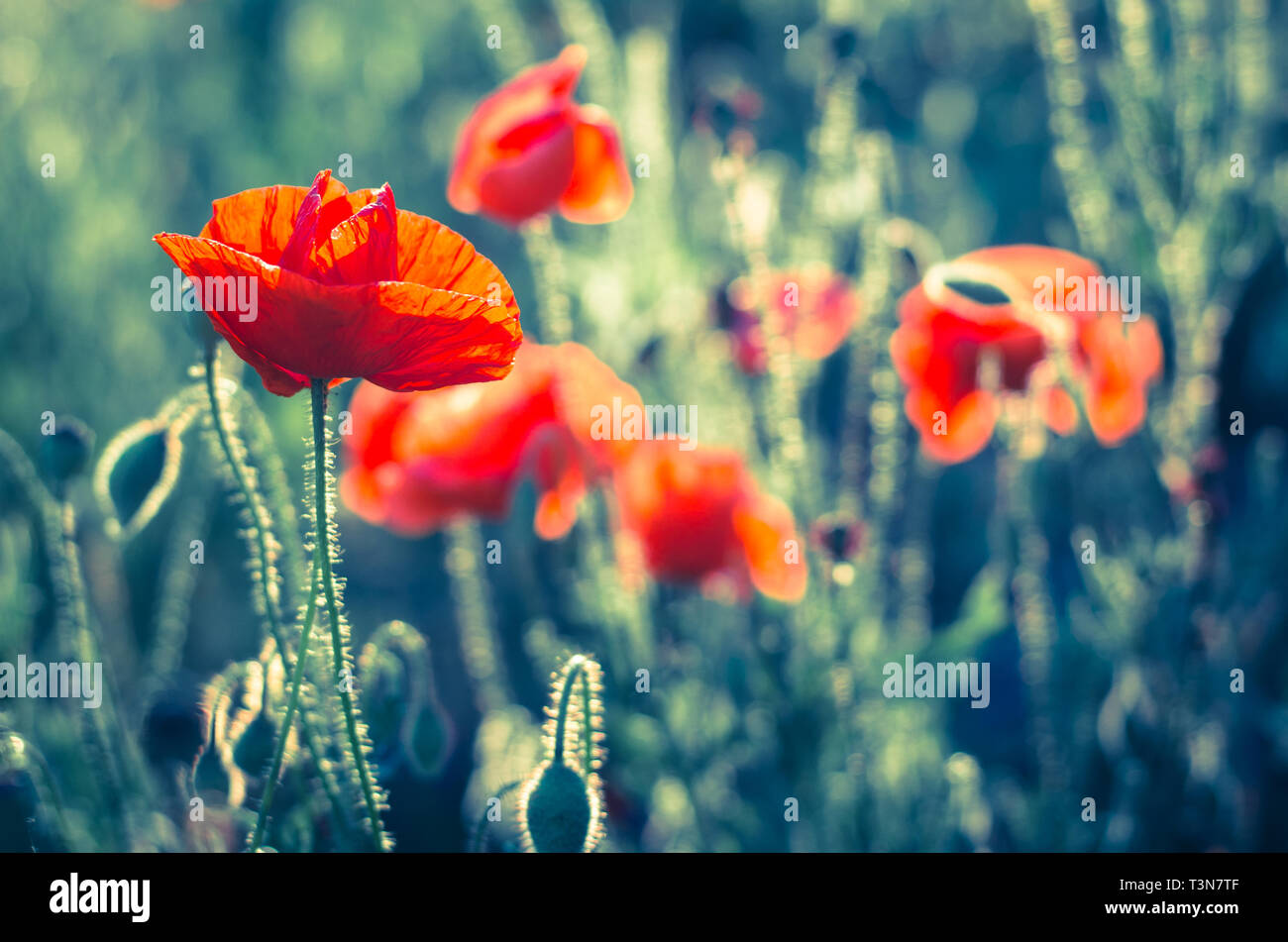 Red corn poppy hi-res stock photography and images - Alamy