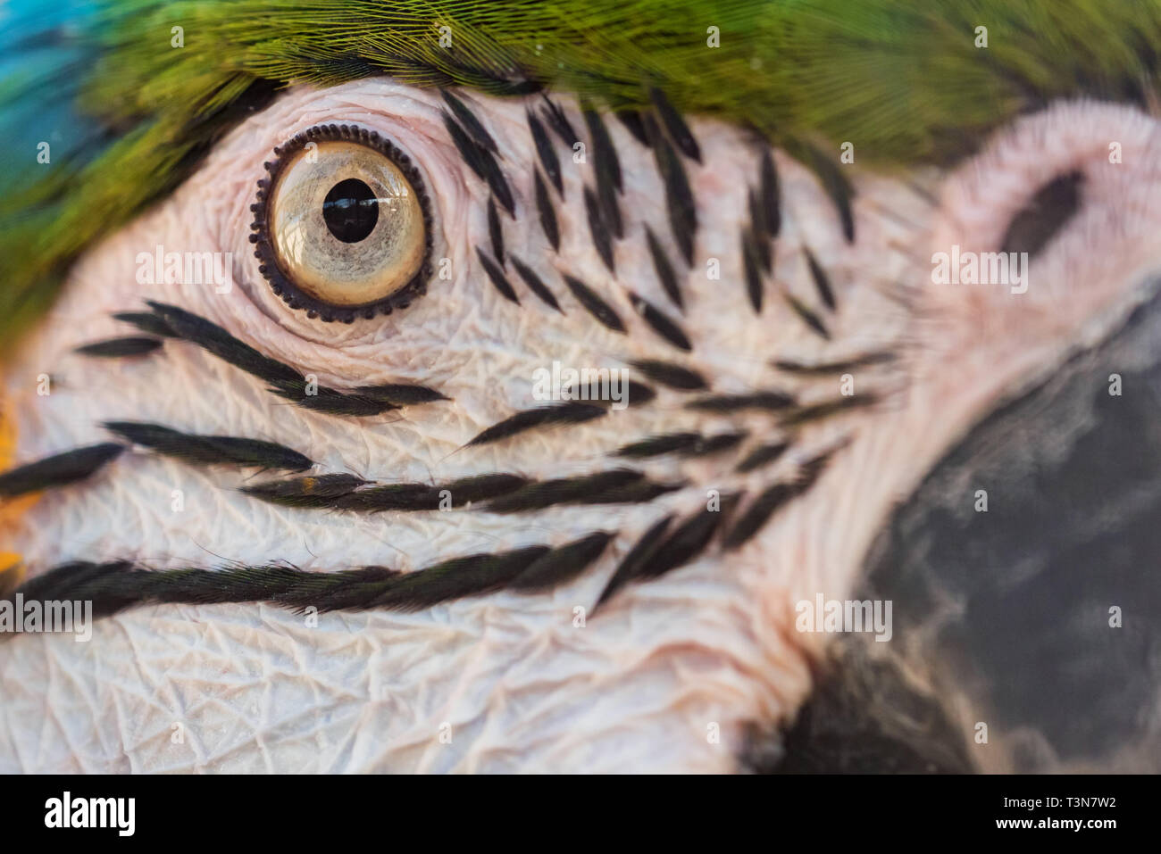 Close image of eye of Blue-and-yellow macaw or Ara ararauna in zoo ...