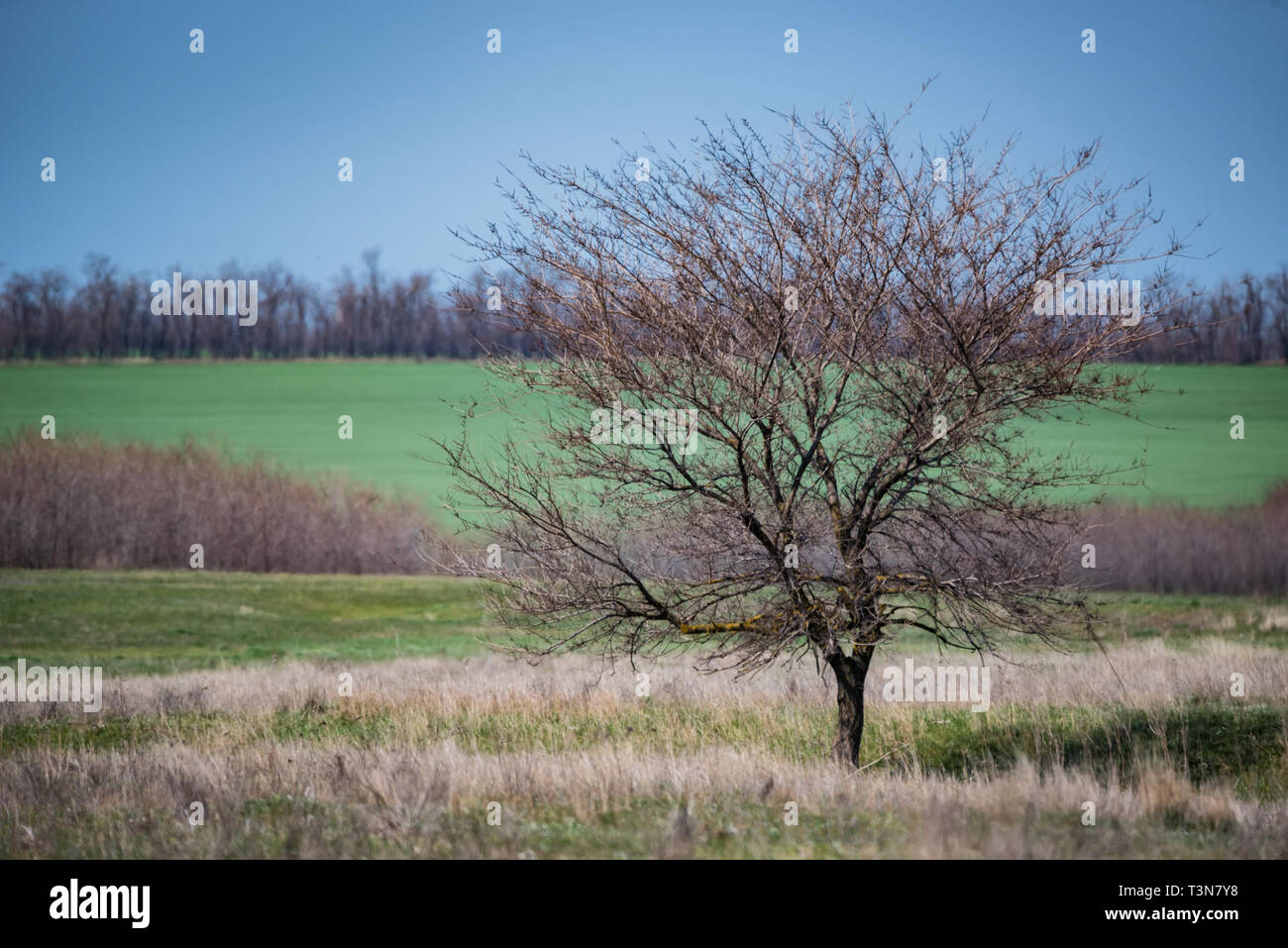 Beautiful natural background of single lonely tree in spring steppe ...