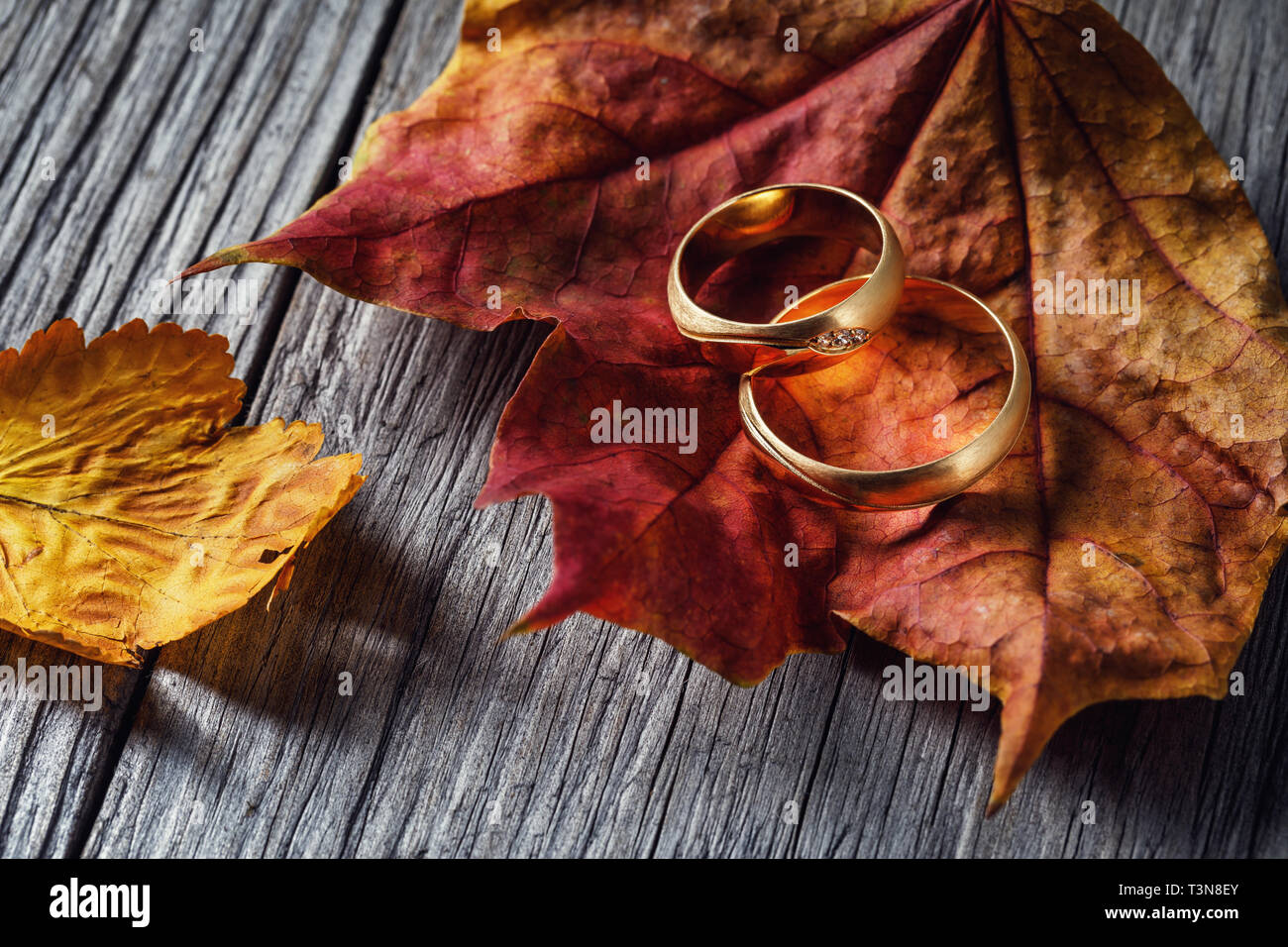 Two wedding rings on autumn leaves on a wooden board, closeup Stock ...
