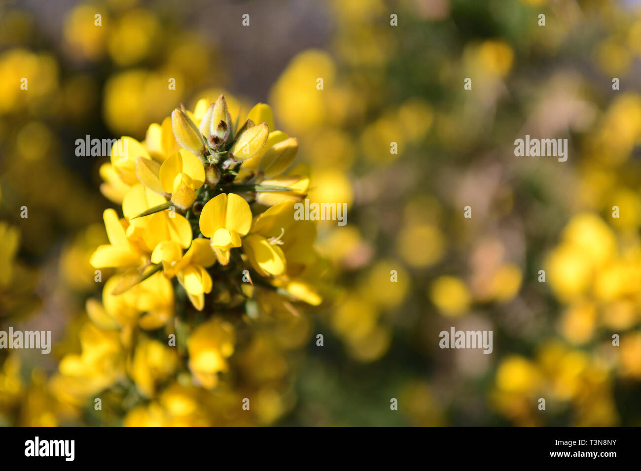 Ulex bush hi-res stock photography and images - Alamy