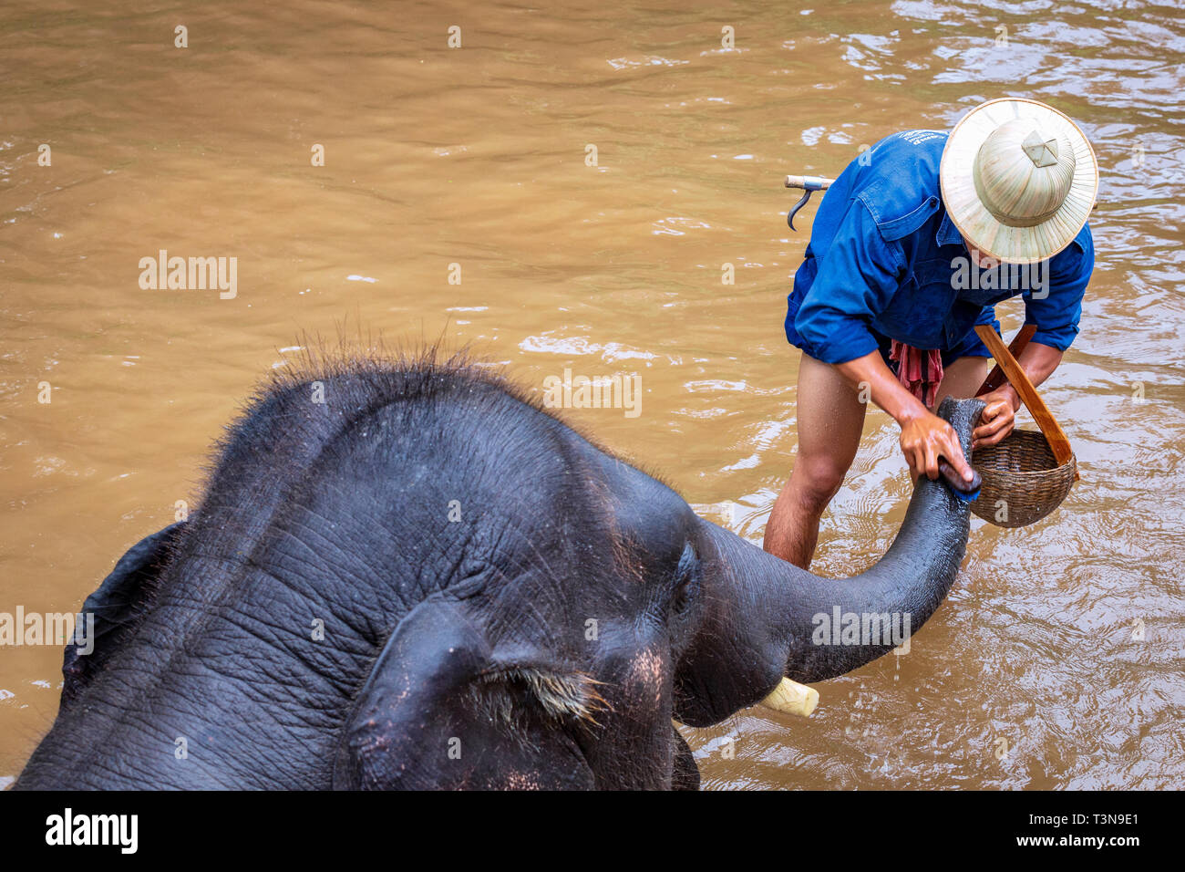 Elephant shower hi-res stock photography and images - Alamy