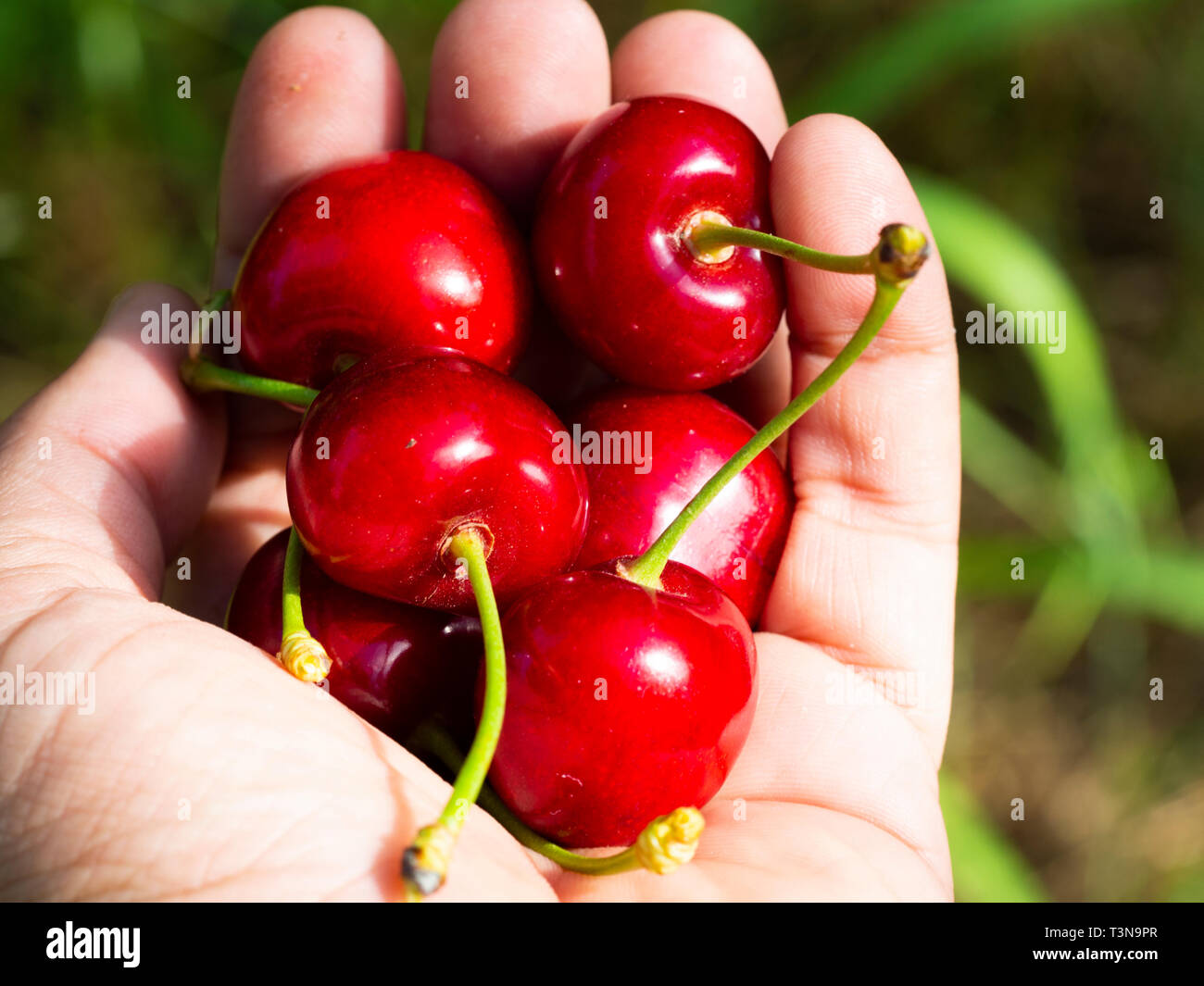 a handful of cherries. fresh organic cherries. red fresh cherry on the ...