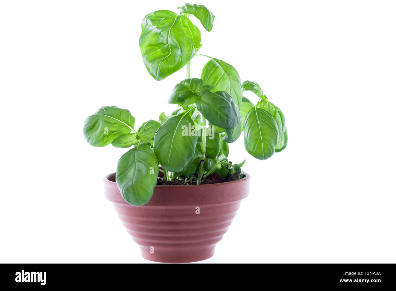 Growing spices in a flowerpot. Spices at home Stock Photo - Alamy