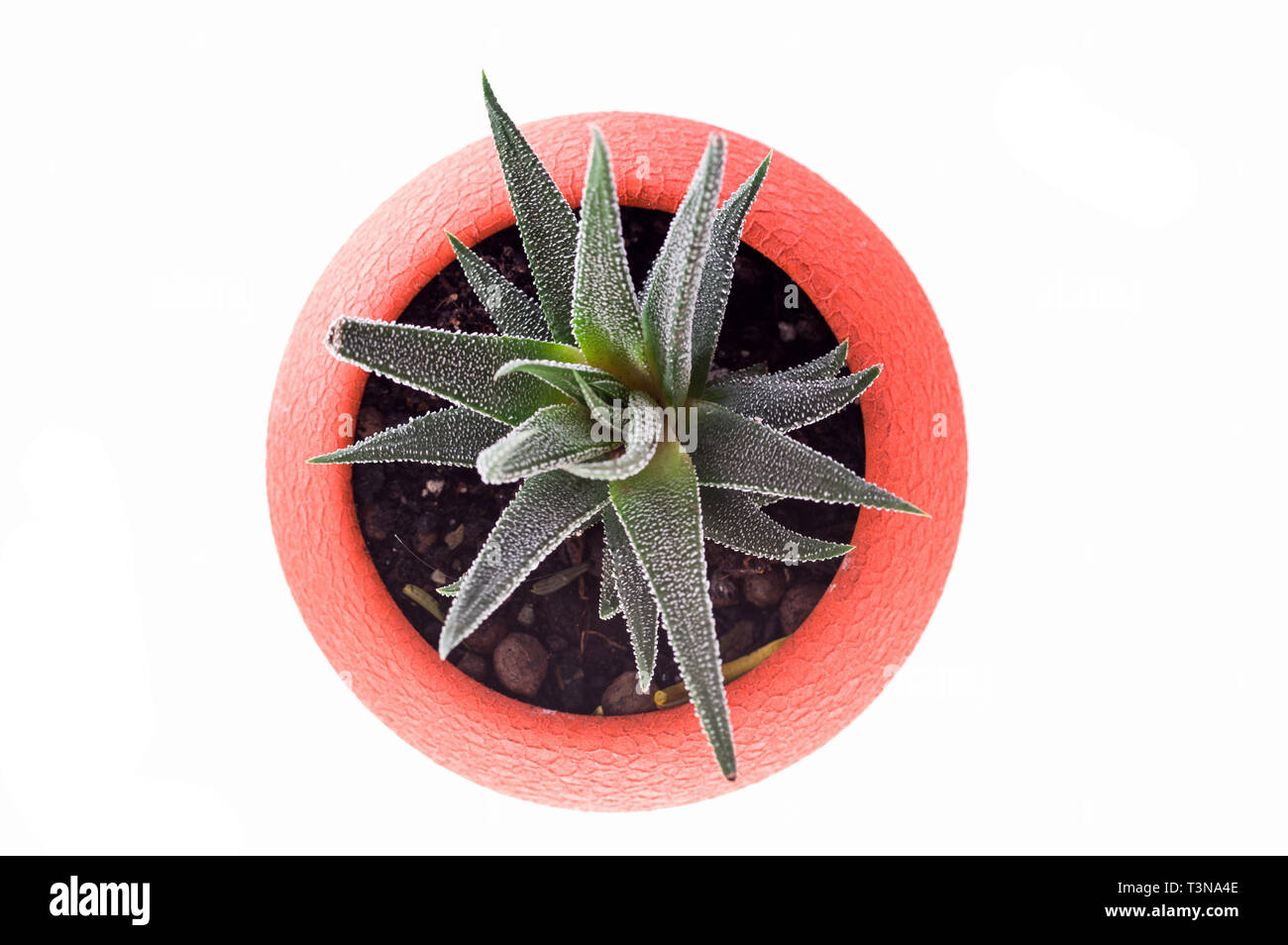 Branching cactus hi-res stock photography and images - Alamy