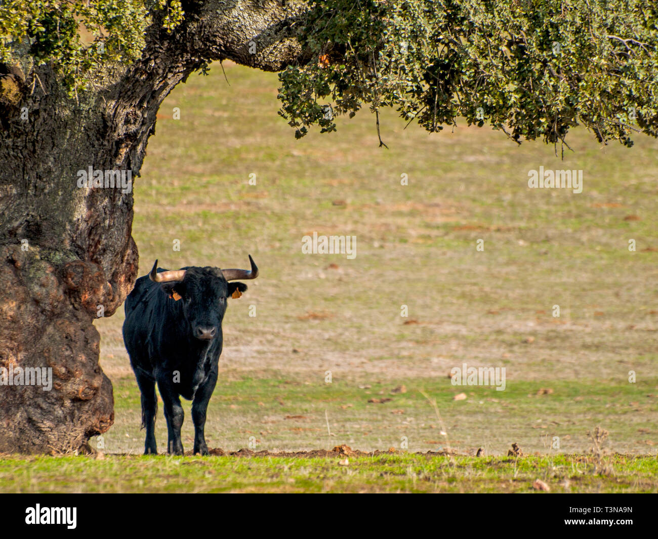 Toro de lidia breed hi-res stock photography and images - Alamy