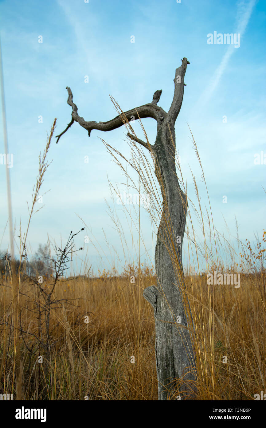 Old and dry dead tree among dry grasses Stock Photo - Alamy