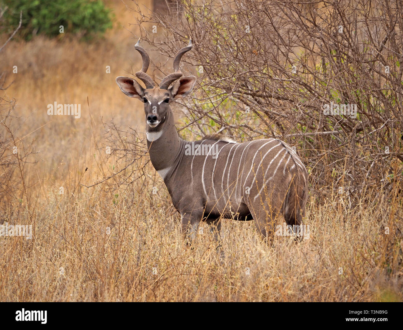 Young male Lesser Kudu (Tragelaphus imberbis) with spiral horns staring ...