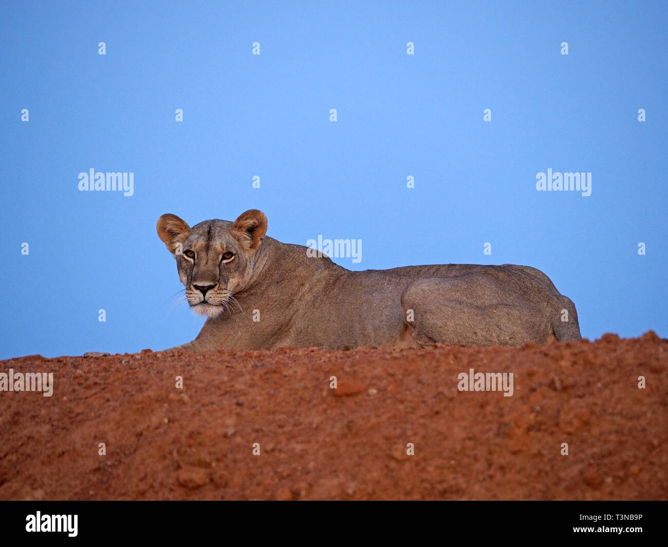 eye to eye with serene adult Lioness (Panthera leo) female lion lying ...