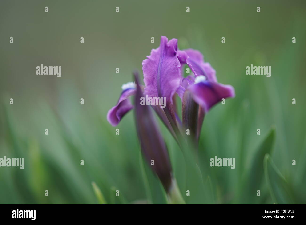 First iris flowers in spring garden Stock Photo - Alamy