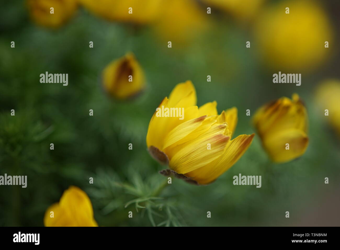 adonis vernalis yellow flowers in the spring garden Stock Photo - Alamy