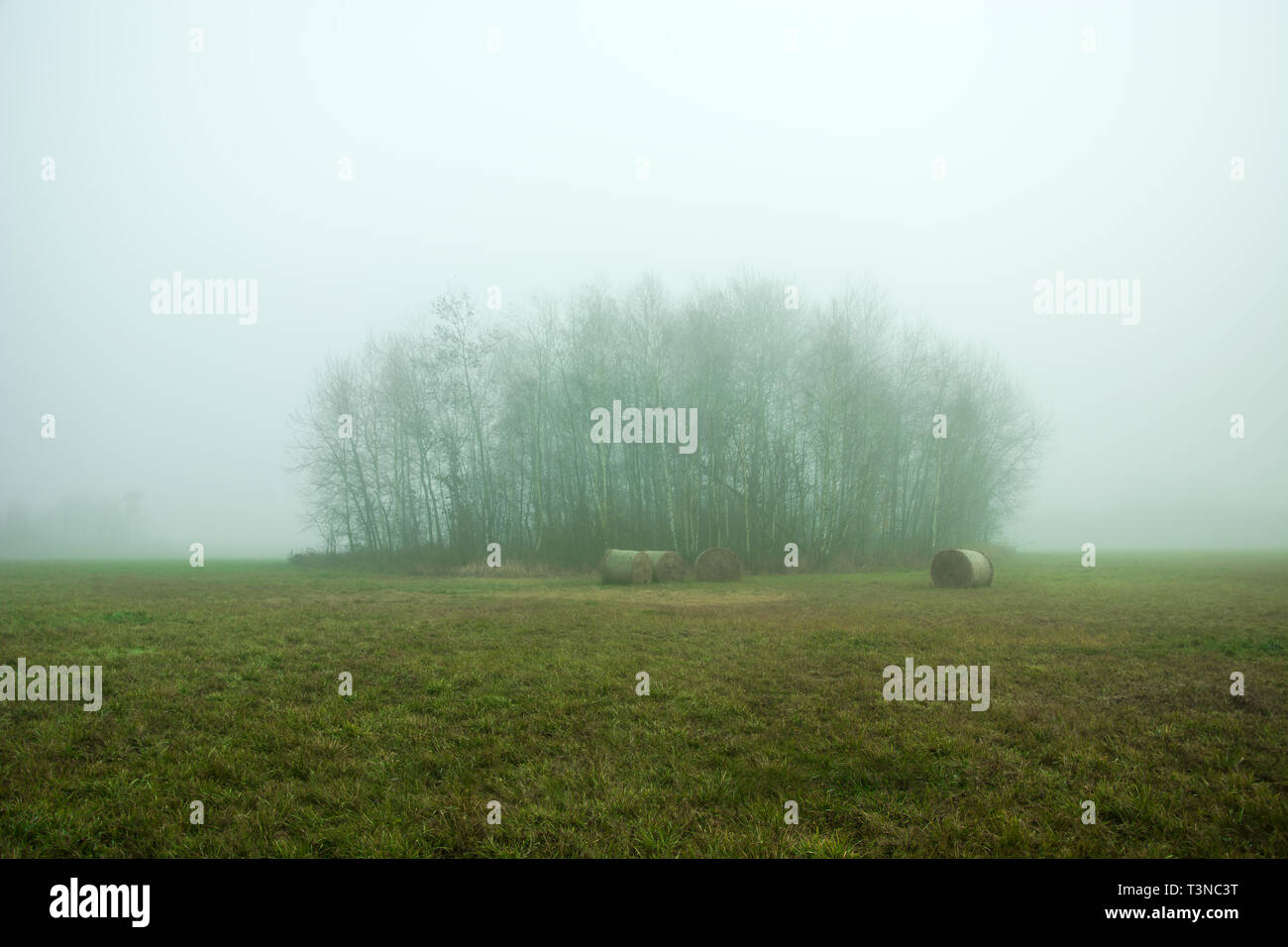 Group trees copse in hi-res stock photography and images - Alamy