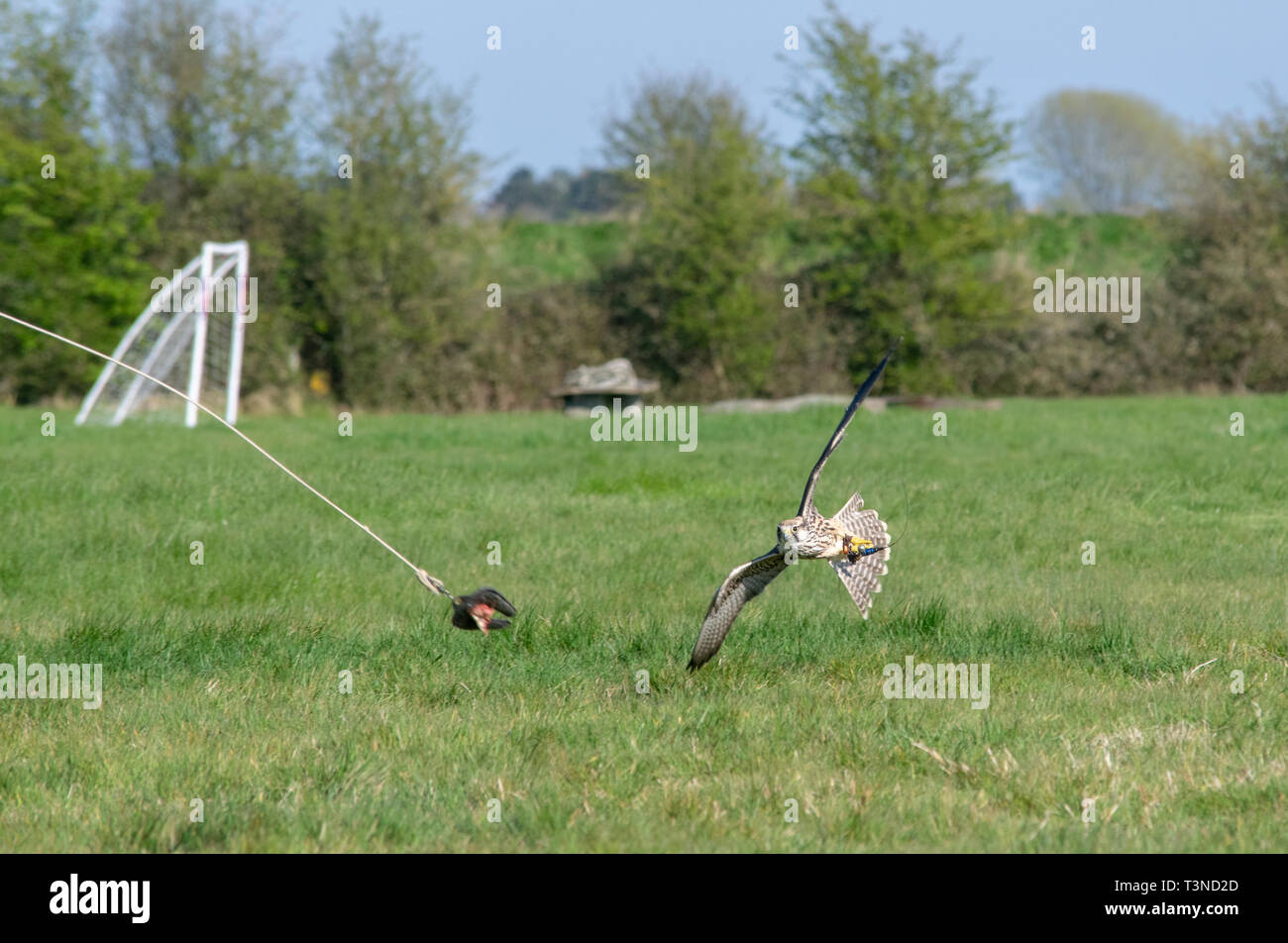 Falconry lure hi-res stock photography and images - Alamy