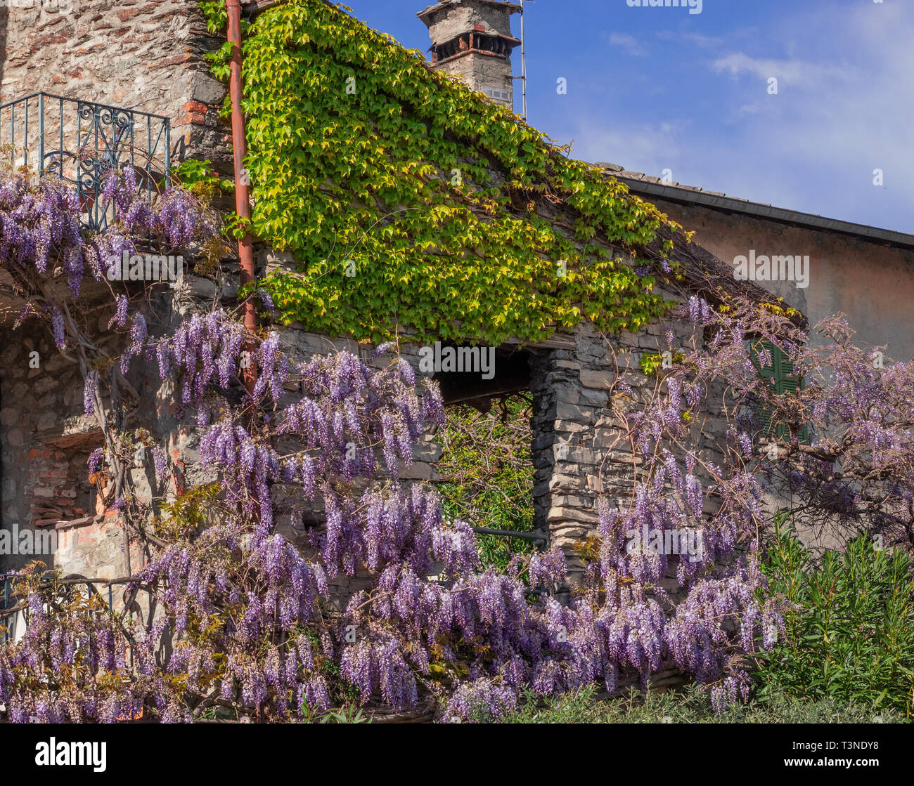 sunny wall of a stone house covered with wisteria. Como Lake - Italy ...