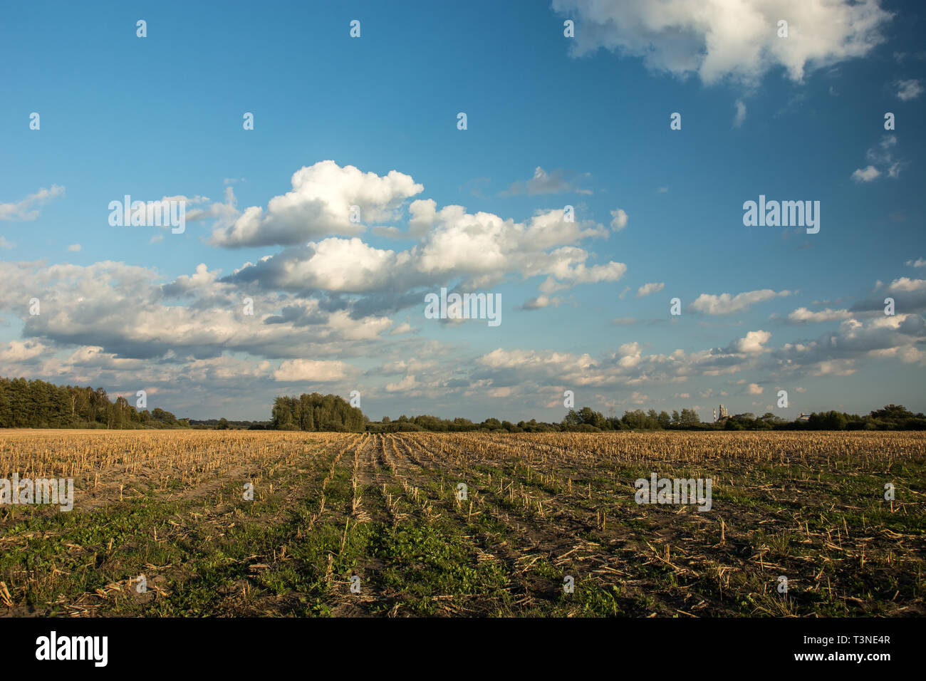 A field of mowed corn, trees on the horizon and clouds on a blue sky ...