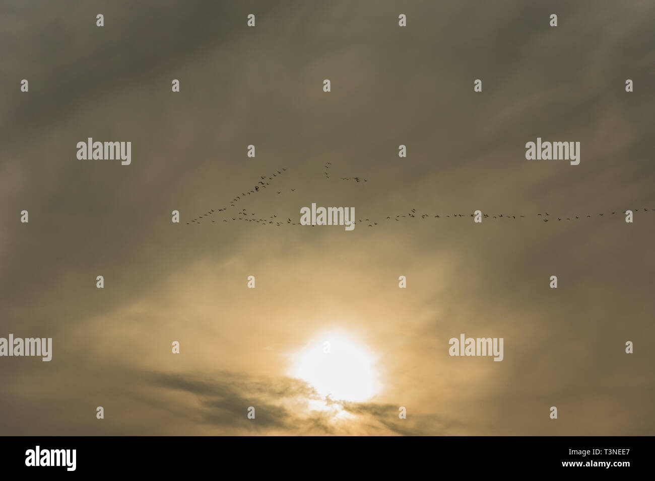 Birds all migrated hi-res stock photography and images - Alamy