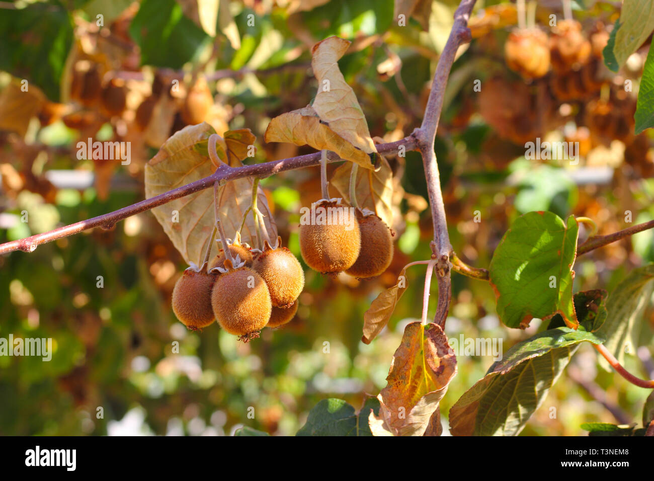 Kiwi tree garden hi-res stock photography and images - Alamy