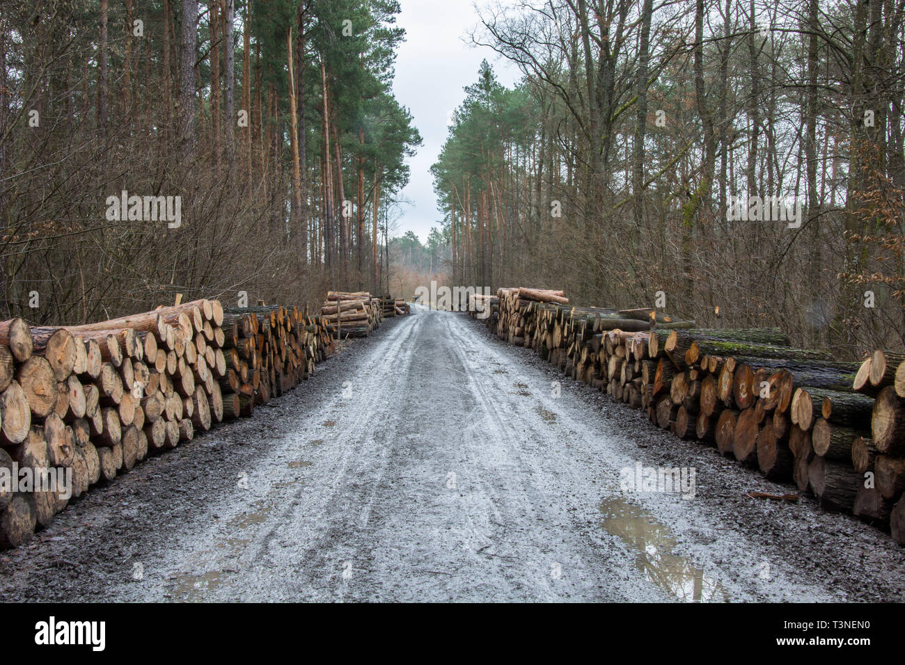 Truncated Tree Trunks By The Road In The Forest Autumn View Stock
