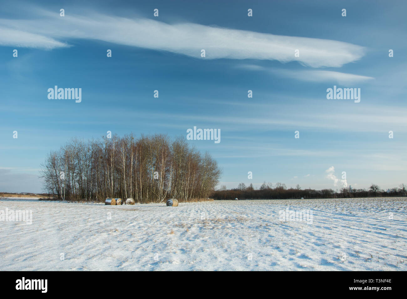 Small grove and field covered with snow, white clouds on blue sky Stock ...