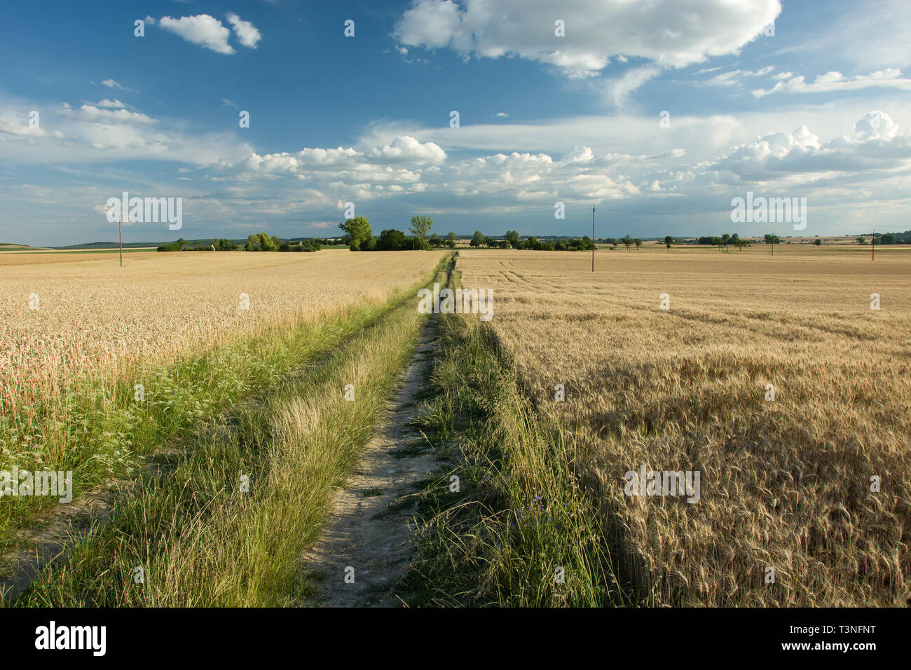 Ground road through a field, horizon and blue sky Stock Photo - Alamy