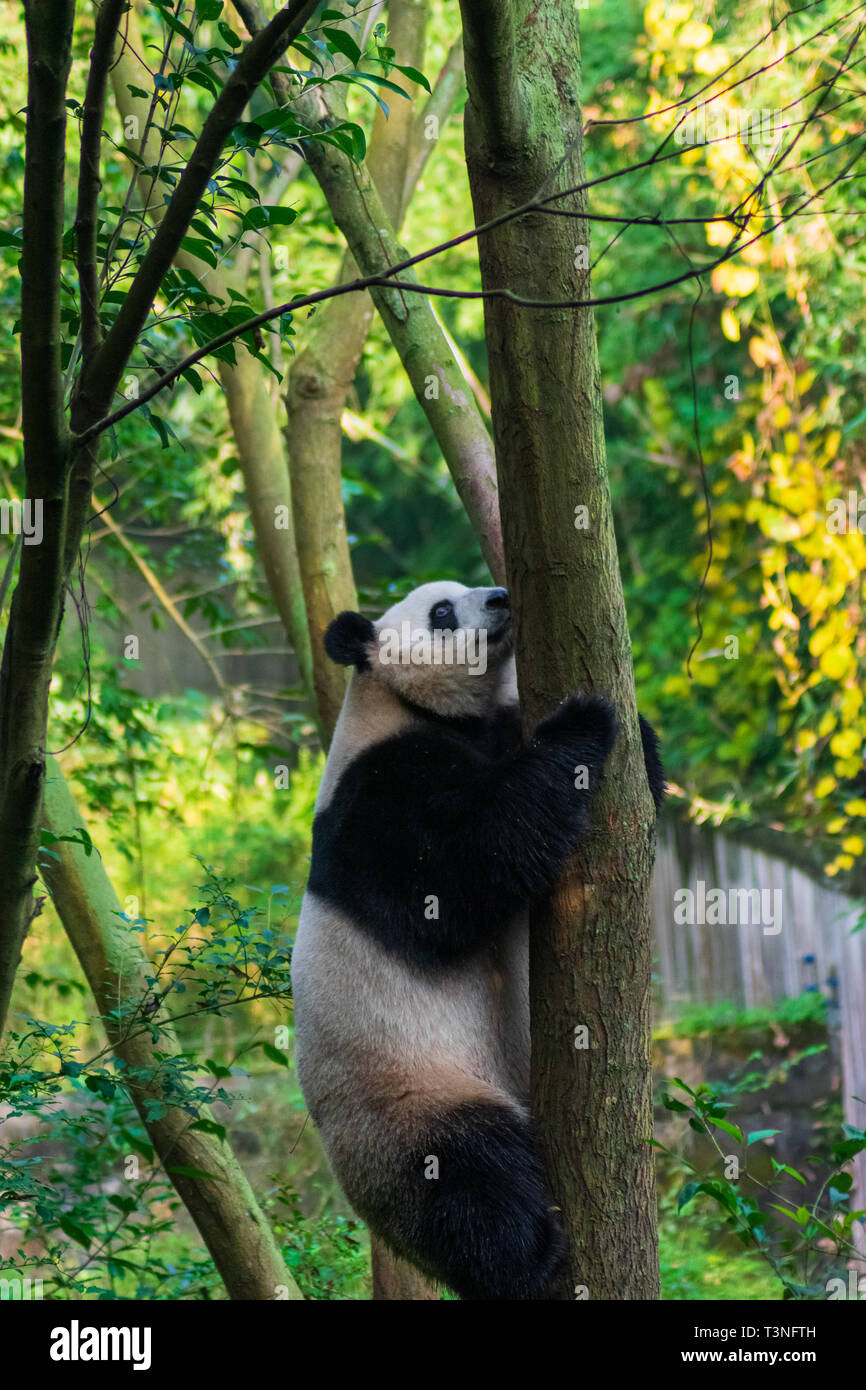 Panda climbing a tree Stock Photo - Alamy