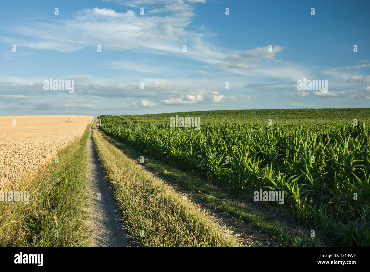 Corn field road hi-res stock photography and images - Alamy
