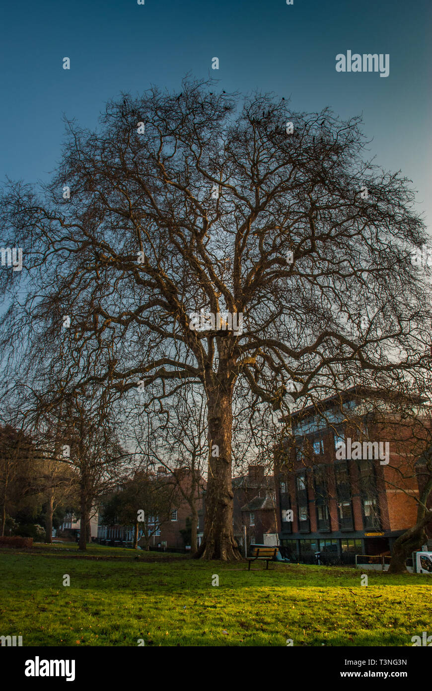 Old big trees on the garden in front of the building Stock Photo - Alamy