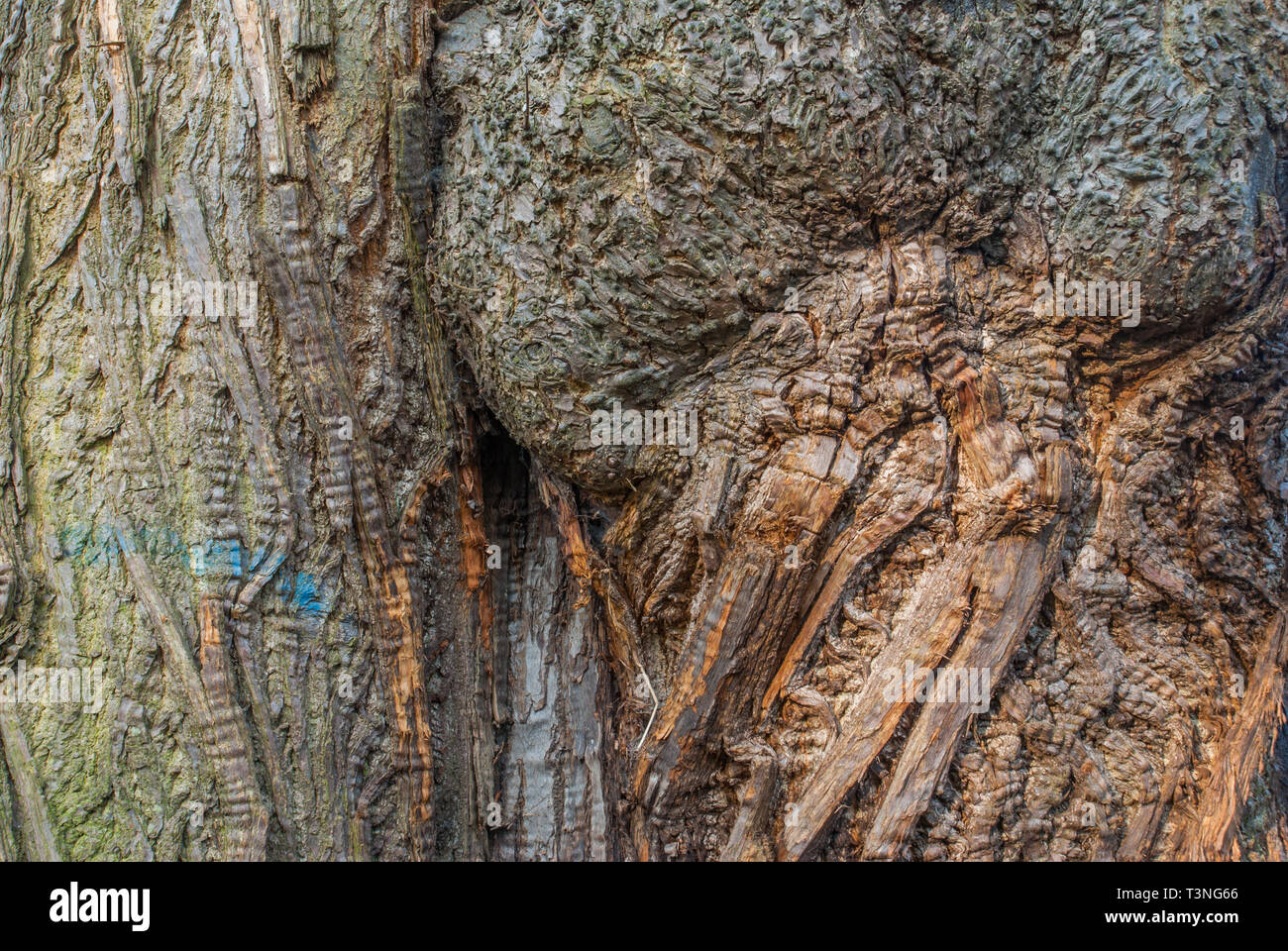 trunk of the tree. Tree age. Roots and large stems. Suitable for making ...