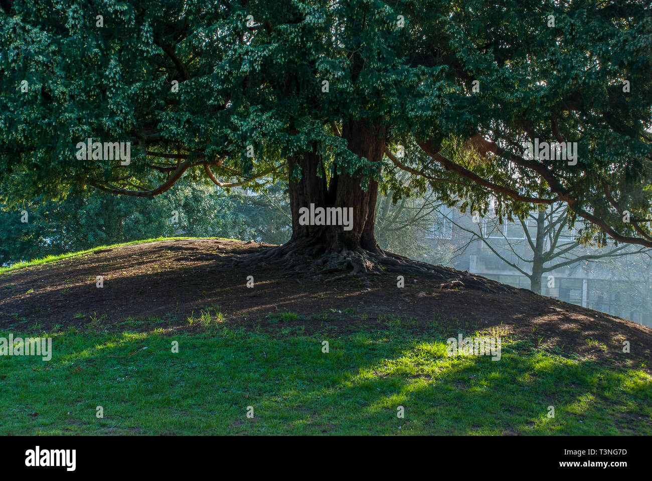 Beautiful scenery trees greenery park and fresh green lawn with clear ...