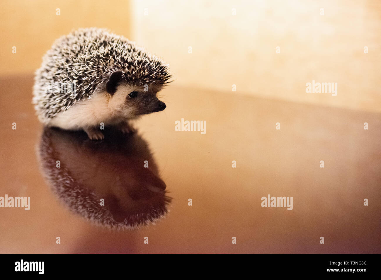 A cute young hedgehog explores along with her reflection on top of a ...