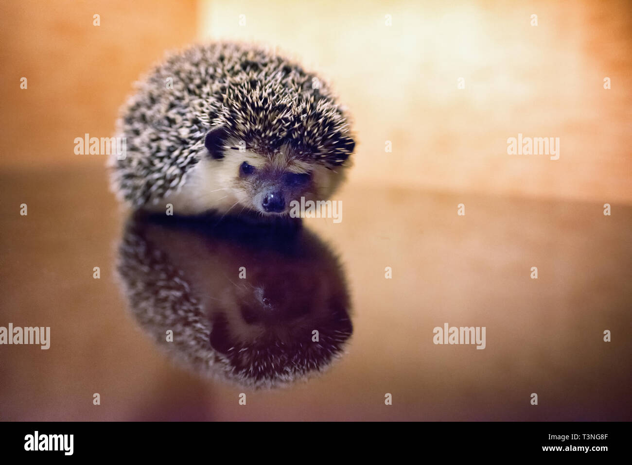 A cute young hedgehog explores along with her reflection on top of a ...