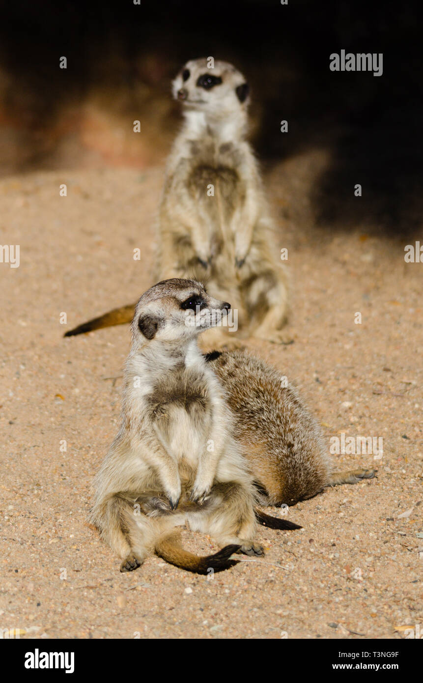 Sand burrower hi-res stock photography and images - Alamy