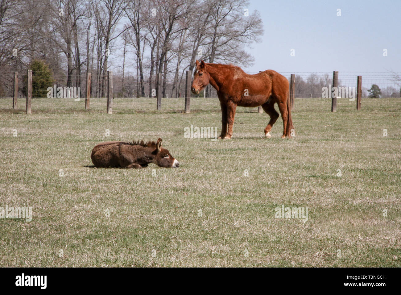 A cute, sleepy donkey wakes up from his nap on the farm and hopes to be ...